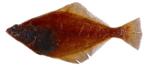 Flounder Sole