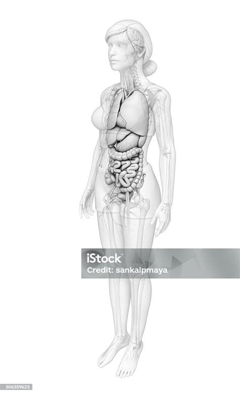 소화계통 여성 해부 구조 3차원 형태에 대한 스톡 사진 및 기타 이미지 3차원 형태 건강 진단 건강관리와 의술 Istock