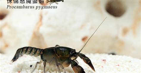 侏儒惡魔螯蝦（黑褐色 對蝦） Procambarus Pygmaeus