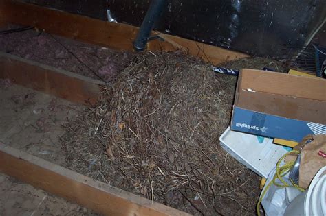 How To Find A Mouse Nest In Your House Critter Control Mouse Nest