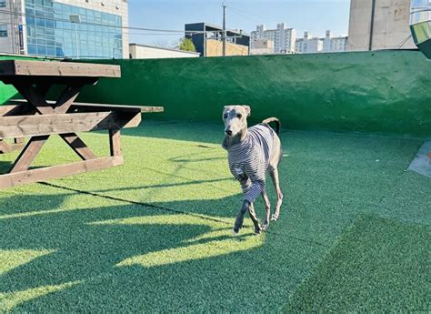 이탈리안그레이하운드토토 강아지책임무료분양 강아지분양 고양이분양 컴투펫 시츄 셔틀랜드쉽독 말티푸 미니핀 치와와 요크셔테리어 포메라니안 말티즈 분양