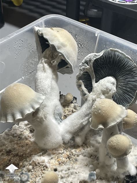 Haole Gallery On Shroomok