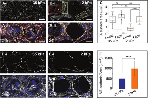 Cell Substrate And Cell Cell Interactions At The Center And Edge Of