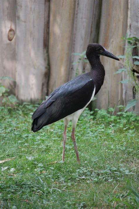 Čáp Simbil Zooparknehvizdycz