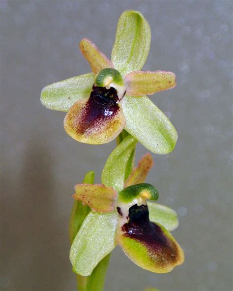 Paedomorphosis In Ophrys Boehmjuergen Flickr