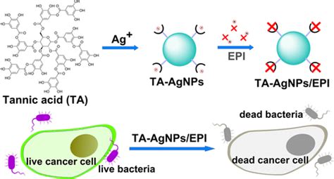 Tannic Acid Modified Silver Nanoparticles For Antibacterial And