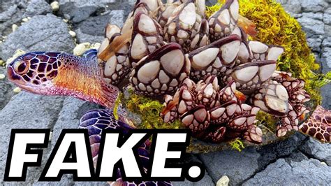 Barnacles Removal