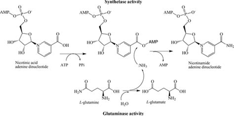 Sickle Cell Anemia Medication