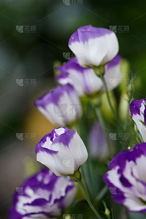 夏日花园中盛开的桔梗花