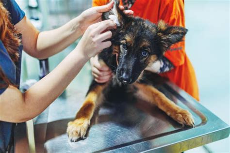 Preventing Diseases In Pets Controlling Parasites The Pet Town