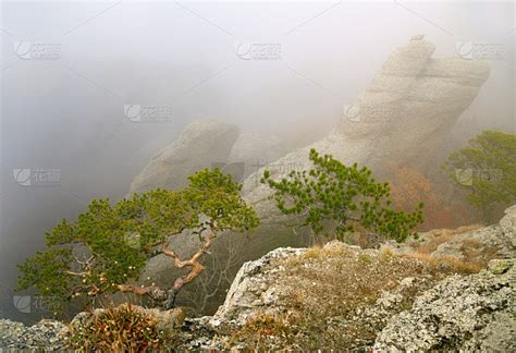 树木在迷雾山的背景