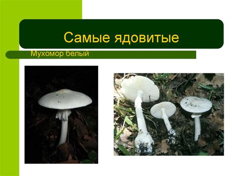 20140328 Yadovitye Griby 6 Klass презентация онлайн