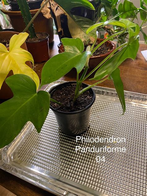 Philodendron Panduriforme Etsy