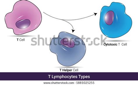 Helper T Cells Images Stock Photos D Objects Vectors Shutterstock
