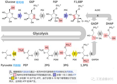 工业中的大肠杆菌 企业官网