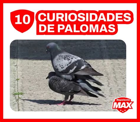 10 Curiosidades De Las Palomas