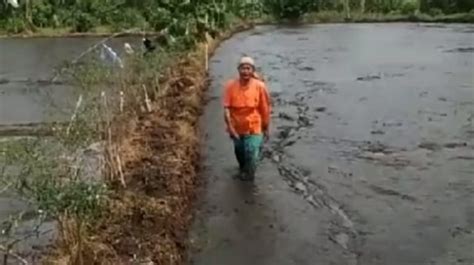 Sawah Di Lebak Banten Tak Bisa Ditanami Padi Diduga Tercemar Limbah