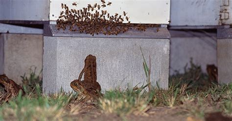Poisonous Cane Toad Captured In The Hawkesbury