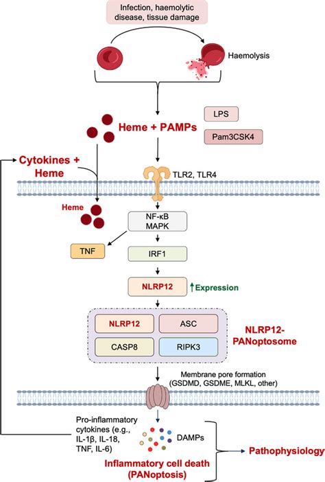 Nlrp12‐panoptosome In Haemolytic Infectious And Inflammatory Diseases