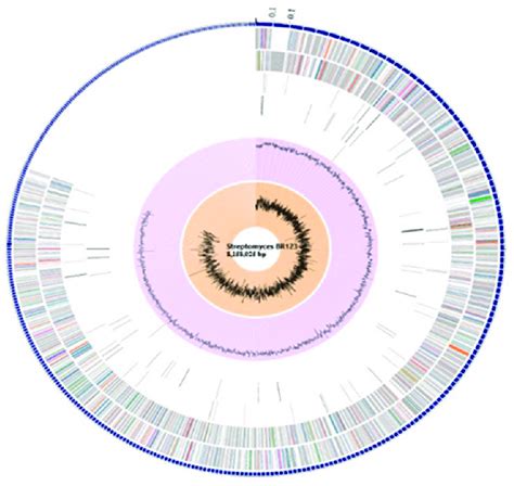 Circular Map Of The Streptomyces Isolate Br123 Genome Retrieved From Download Scientific
