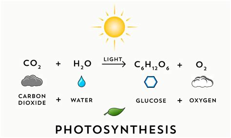 Is A Word Equation For Photosynthesis At Evie Rounsevell Blog