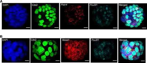 Frontiers Simultaneous Visualization Of Rna Transcripts And Proteins