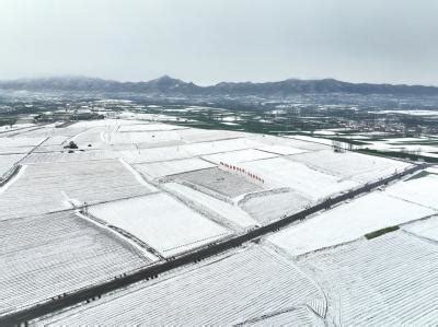 三月桃花雪缓解河南4000万亩小麦旱情 河南省乡村振兴网