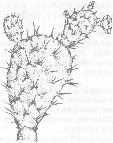 193 仙人掌 常用中药鉴定