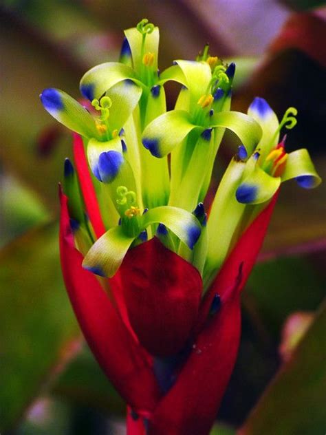 Bromeliad Plant How To Grow And Care For Bromeliads Artofit