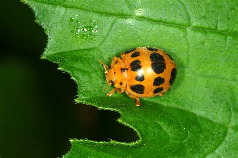 Squash Beetle On Cucurbit Crops Scouting Guides For Problems Of Vegetables