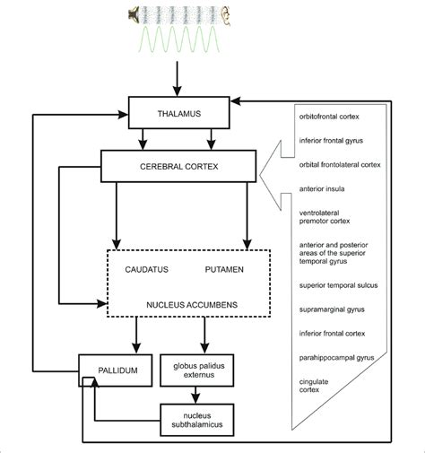 The Link Between The Perception Of Pitch Structure All The Cortical