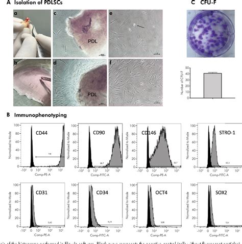 Figure 1 From Cell Sheet Produced From Periodontal Ligament Stem Cells
