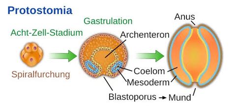 15 Difference Between Protostomes And Deuterostomes With Examples