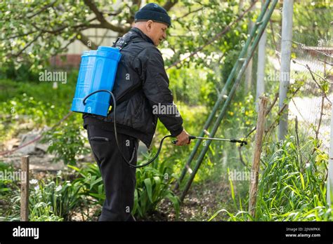 Farmer Spraying Vegetable Green Plants In The Garden With Herbicides