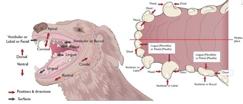 4 Terms Related To Positions Directions And Teeth Surfaces Left