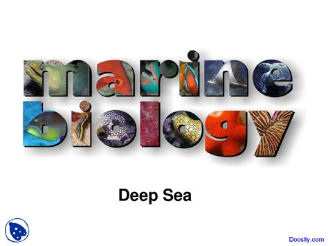 Deep Sea Marine Biology Lecture Slides Docsity