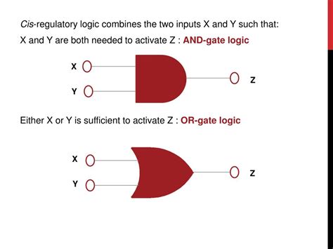 PPT The Coherent Feedforward Loop Serves As A Sign Sensitive Delay Element PowerPoint