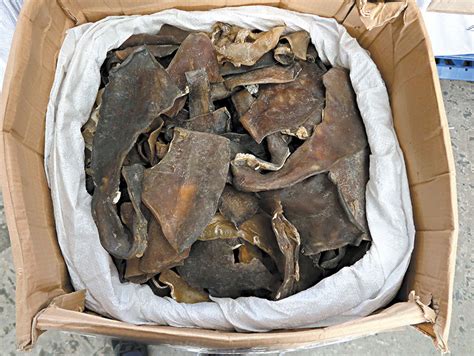 海關破瀕危物種走私案 檢14噸山瑞裙邊市值500萬 香港文匯報