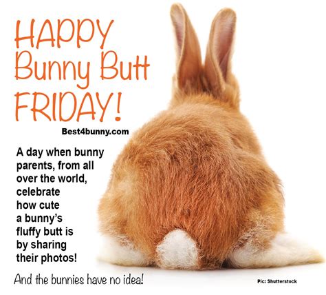 Happy Bunny Rabbit