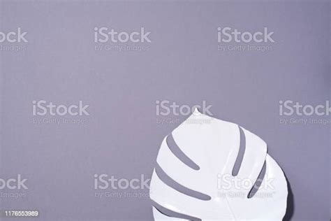 회색 배경에 흰색 페인트 몬스터 열대 잎 여름 최소한의 개념 개념에 대한 스톡 사진 및 기타 이미지 개념 꽃 식물 나무