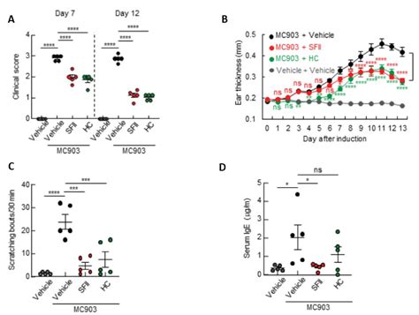Calcipotriol Mc903 Induced Atopic Dermatitis Ad Model Creative