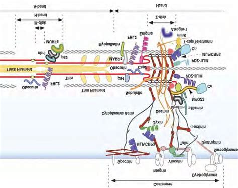 5 Diagram Of Proteins Of The Sarcomeric And Extrasarcomeric Download Scientific Diagram