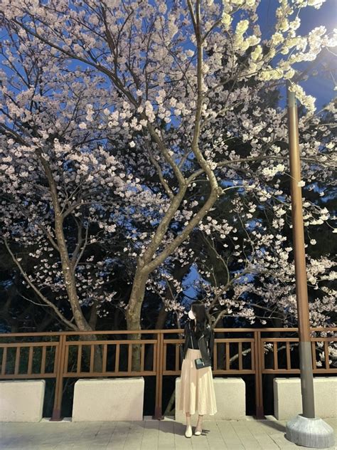 부산 벚꽃 명소 내 기준 네이버 블로그