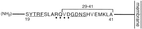 features of the tr basolateral sorting signal residues 19 41 which