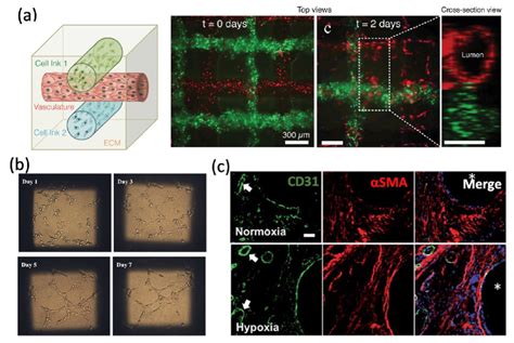 Cell Based Approaches For Vascular Networks A Schematic View And Download Scientific Diagram