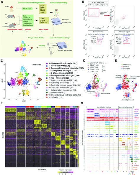 Clustering Of Brain Myeloid Cells Across Developmental Stages By Deep