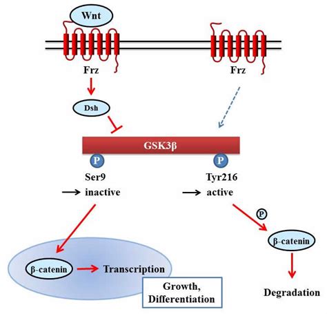 The Pivotal Roles Of Gsk3β In Glioma Biology Intechopen
