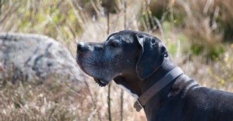 How Big Is A Great Dane Penis