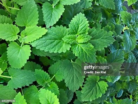 Catmint Vs Catnip Photos And Premium High Res Pictures Getty Images
