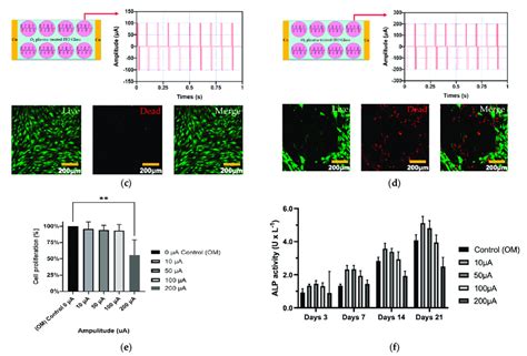 The Cytotoxicity Of Electrical Stimulation Hadmscs Evaluated With The